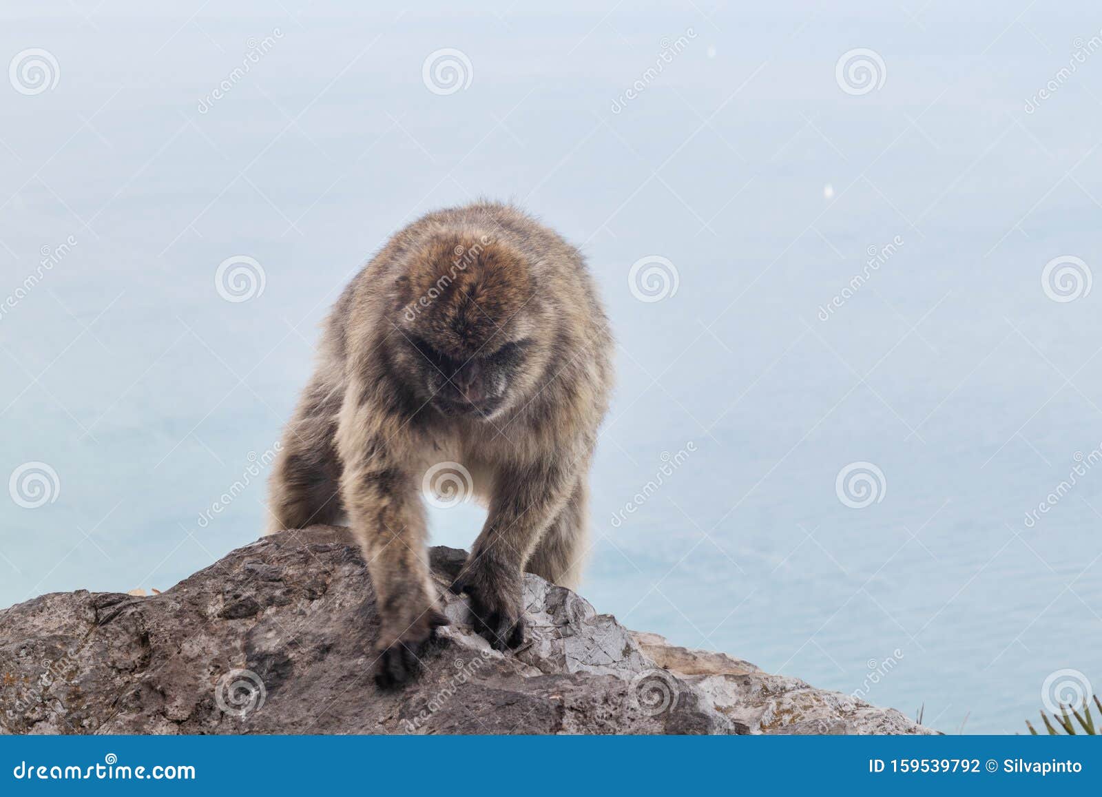 Monkey Climbing Rock on Top of a Mountain Stock Photo - Image of spain ...