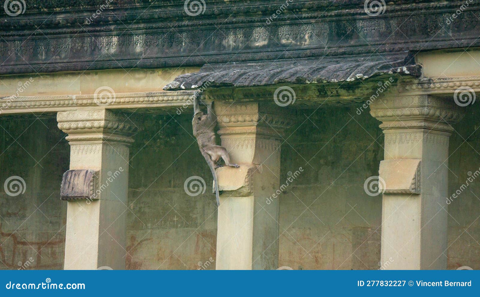 Monkey Climbing on the Roof of a Temple (Angkor Wat Stock Image - Image ...