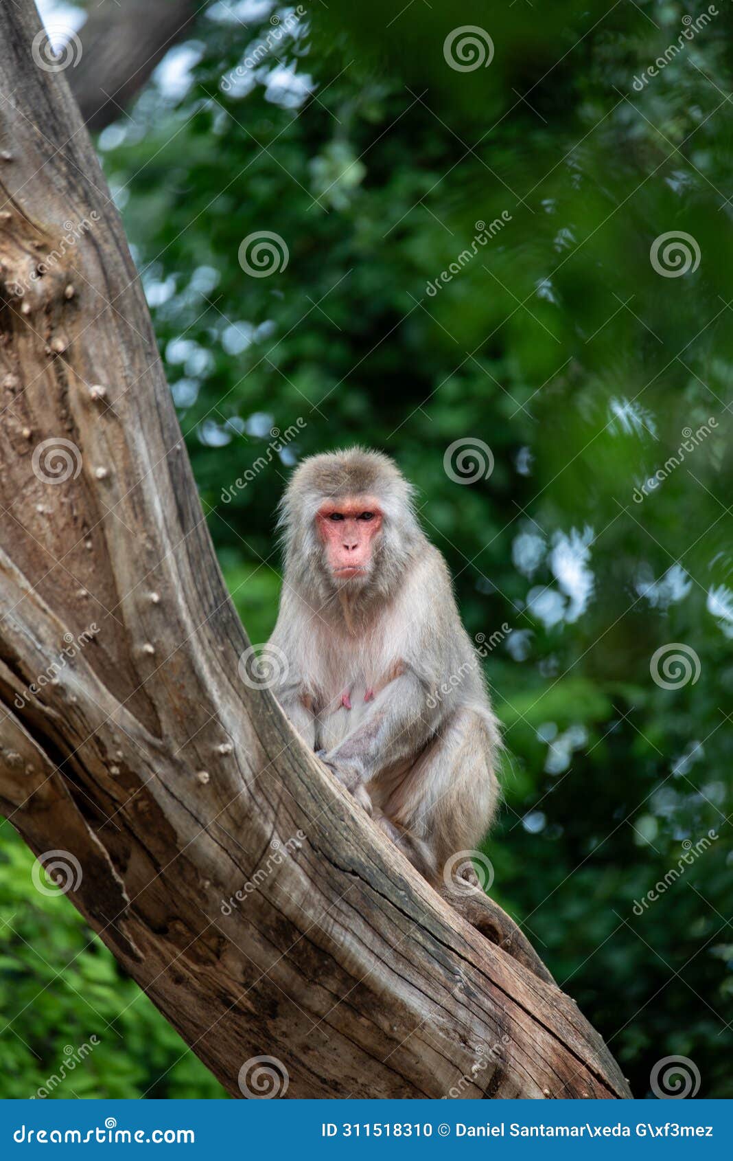 Monkey climbing a tree stock photo. Image of animal - 311518310