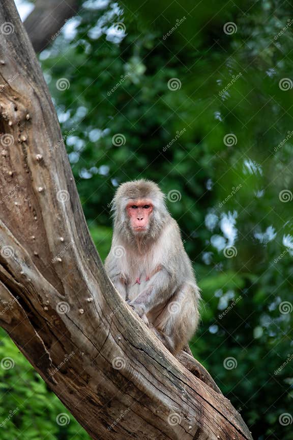 Monkey climbing a tree stock photo. Image of animal - 311518310
