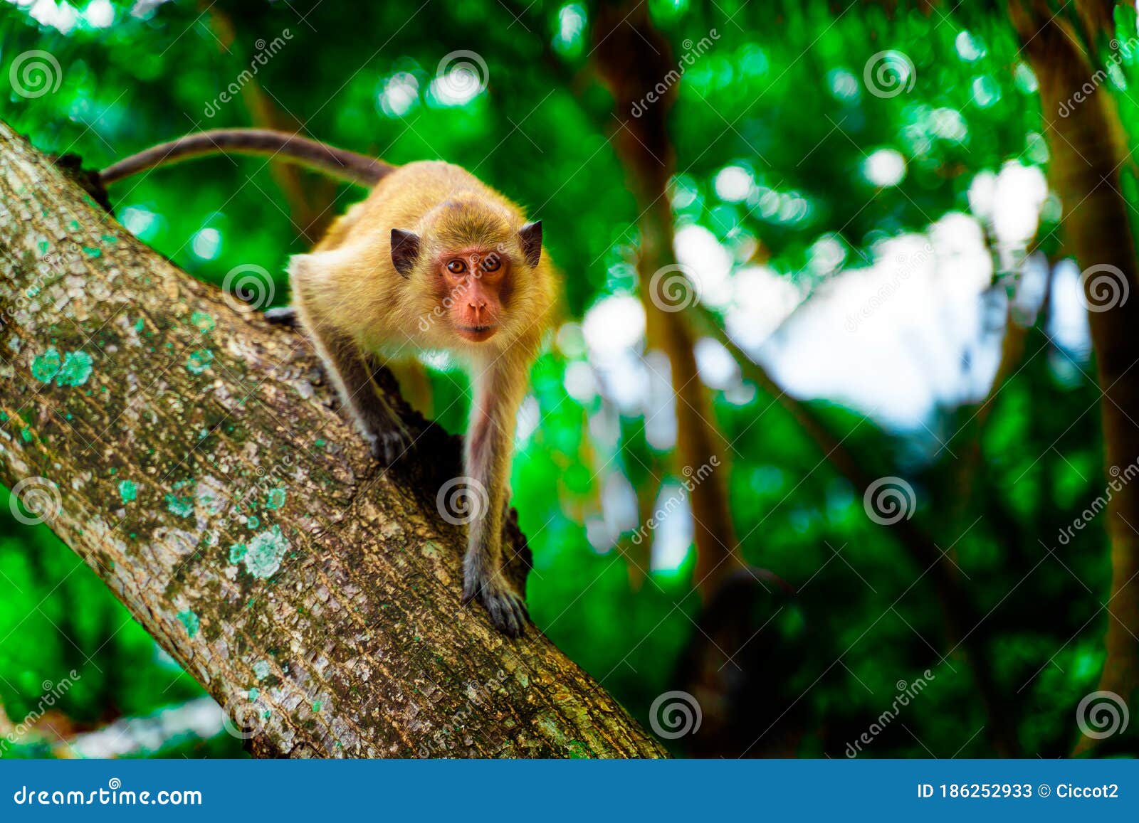 Monkey Climbing Tree in the Jungle Stock Image - Image of rainforest ...