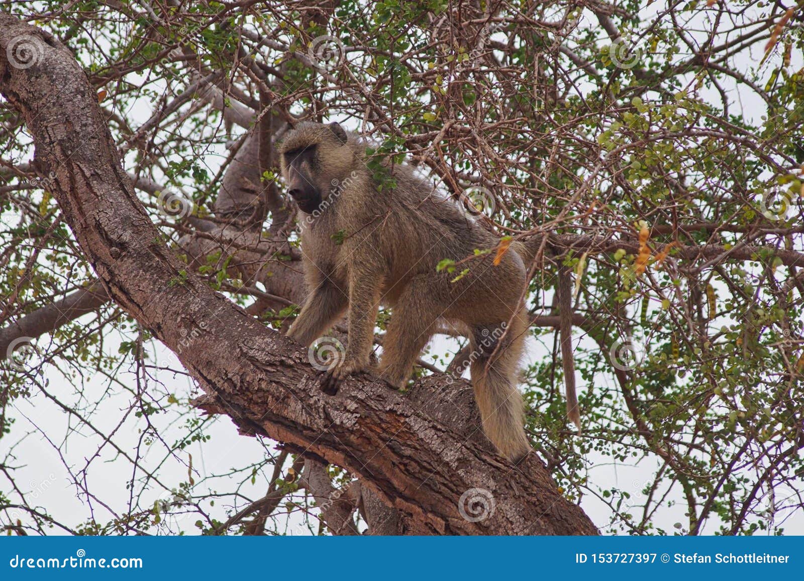 A Monkey is Climbing on a Tree Stock Image - Image of fantastic, bali ...