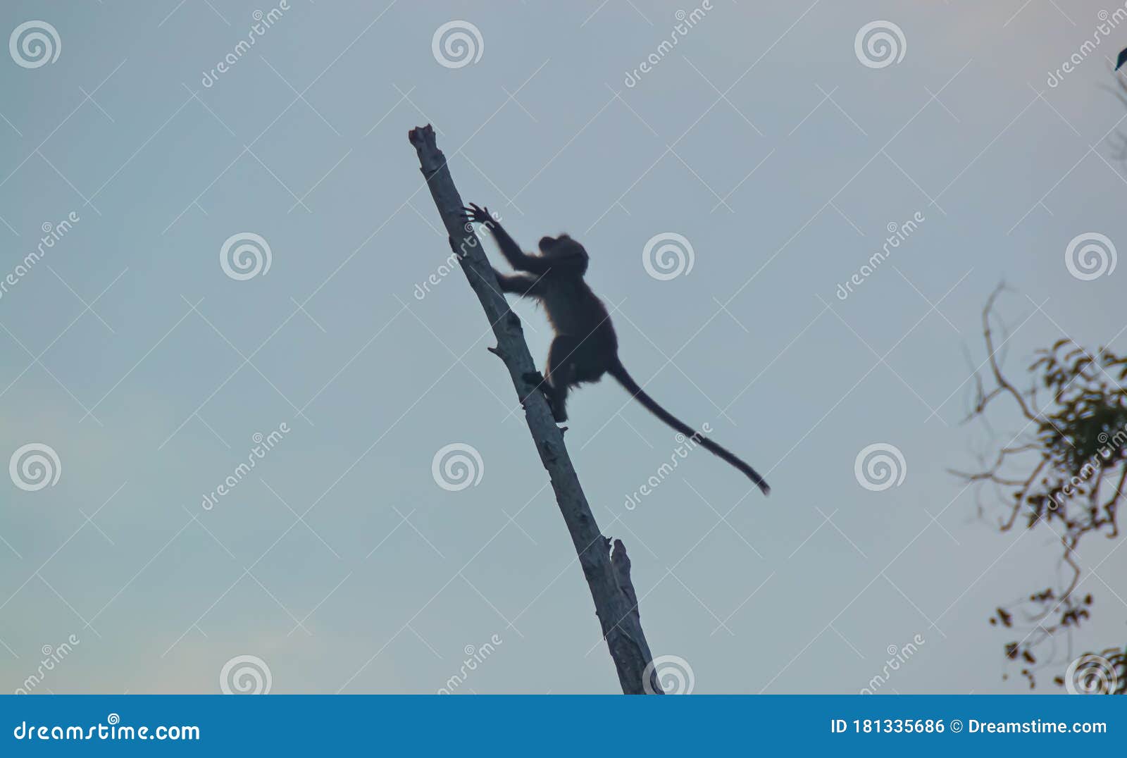 Monkey climbing the tree stock photo. Image of monkey - 181335686