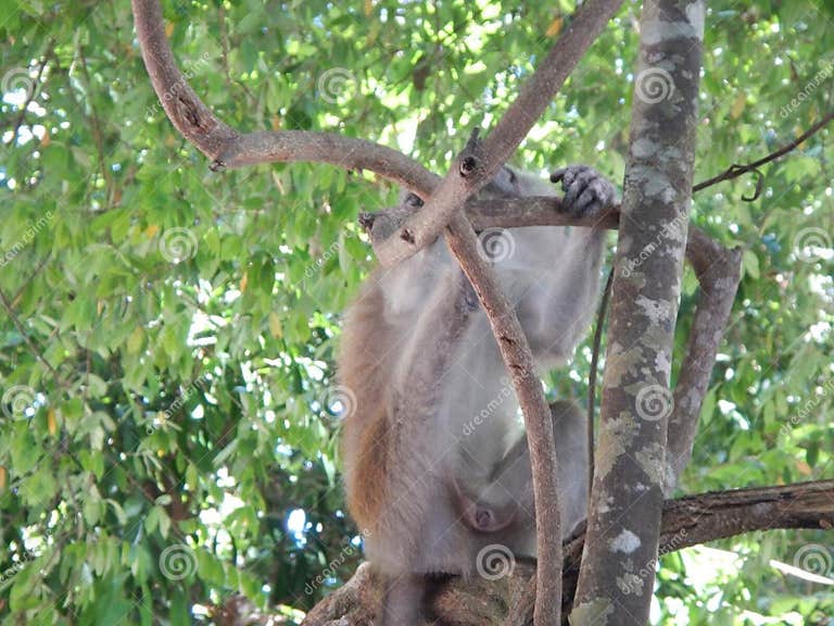 Monkey Climbing Tree Monkey, Tree Hands of Monkeys, Stock Photo - Image ...