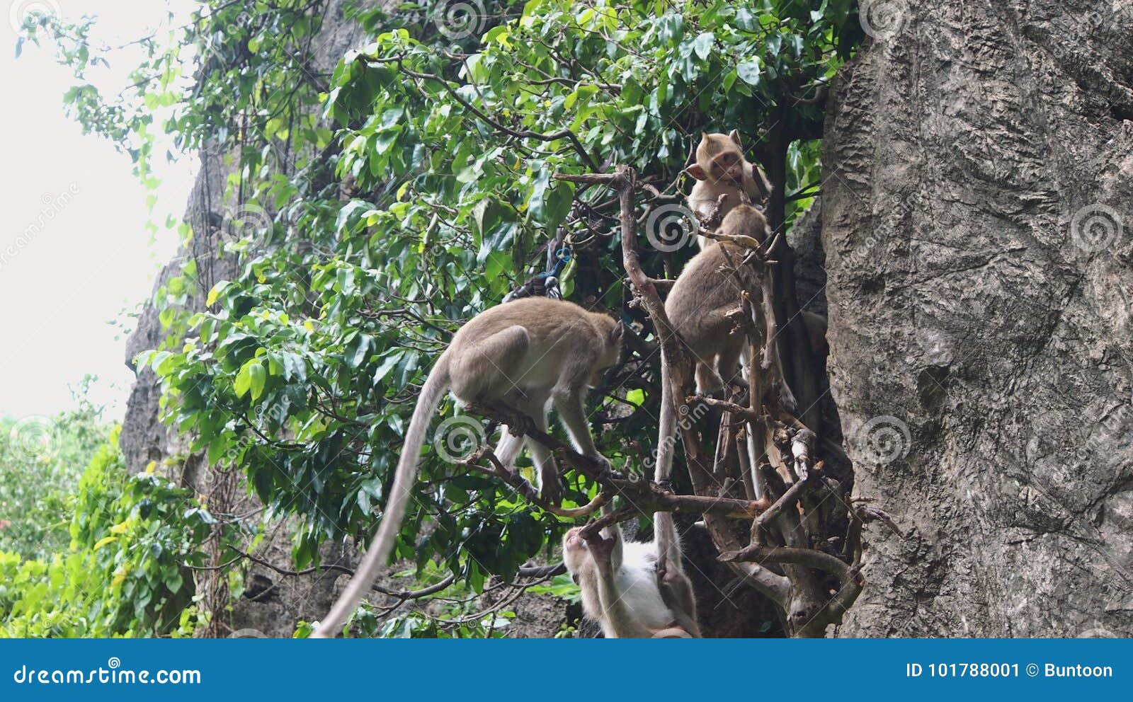Monkeys climbing the tree stock image. Image of funny - 101788001