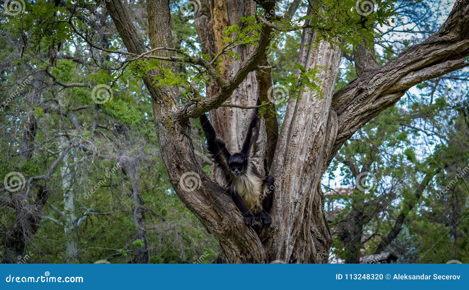 Monkey Climbing on the Tree. Stock Photo - Image of adventure ...