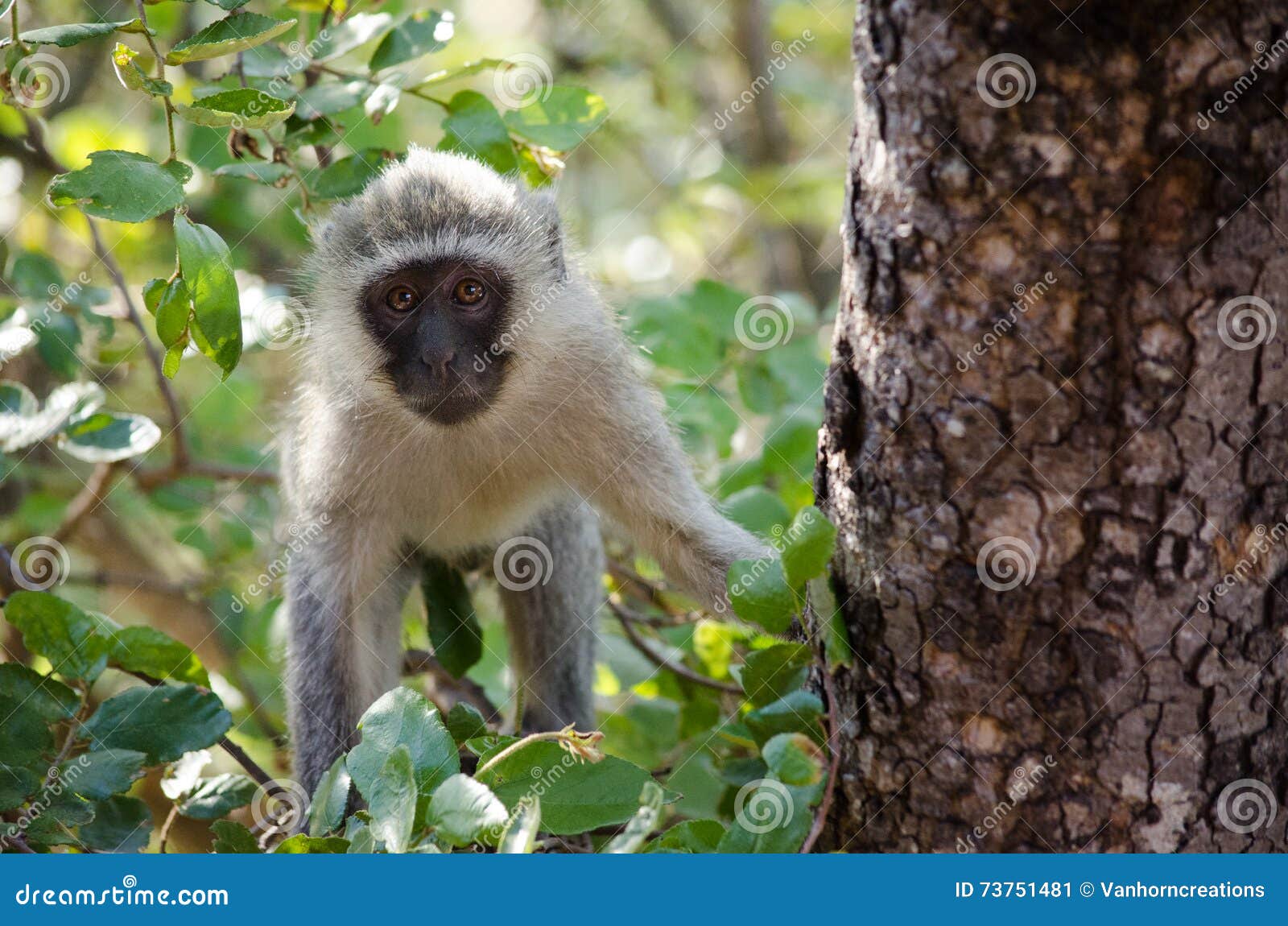 Monkey climbing in a tree stock image. Image of national - 73751481