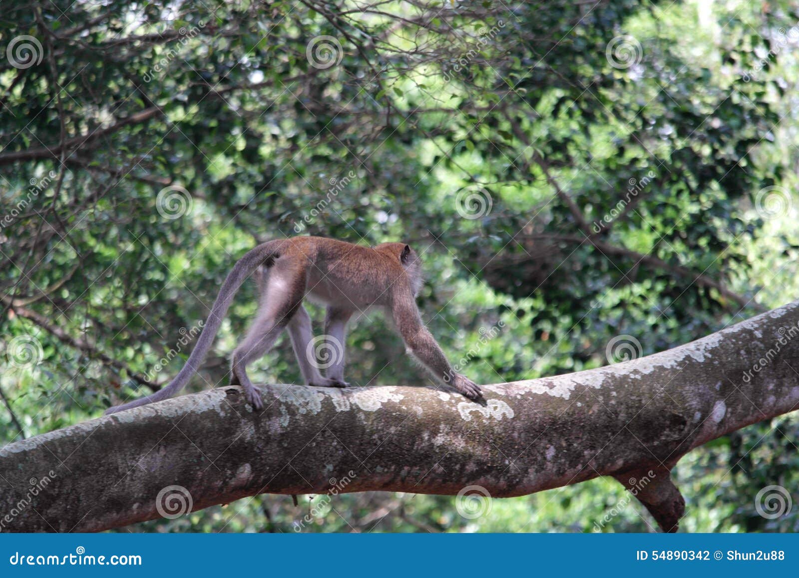 Monkey Climbing on the Tree Stock Photo - Image of look, brown: 54890342