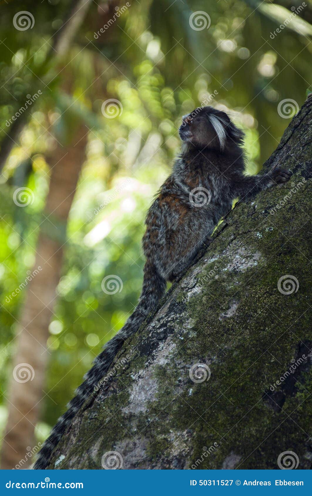 Monkey climbing a tree stock image. Image of monkey, brazilian - 50311527