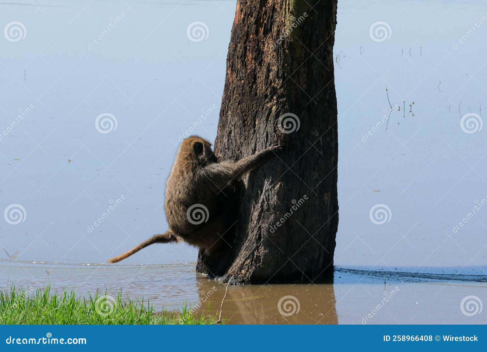 Monkey Climbing Up a Tree with during a Flood Stock Photo - Image of ...