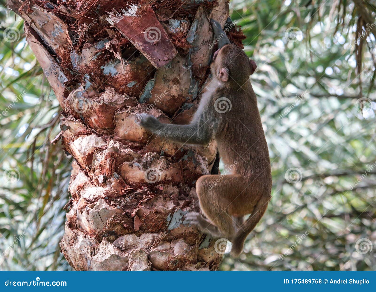 Monkey Climbs on a Palm Tree in the Park Stock Photo - Image of green ...