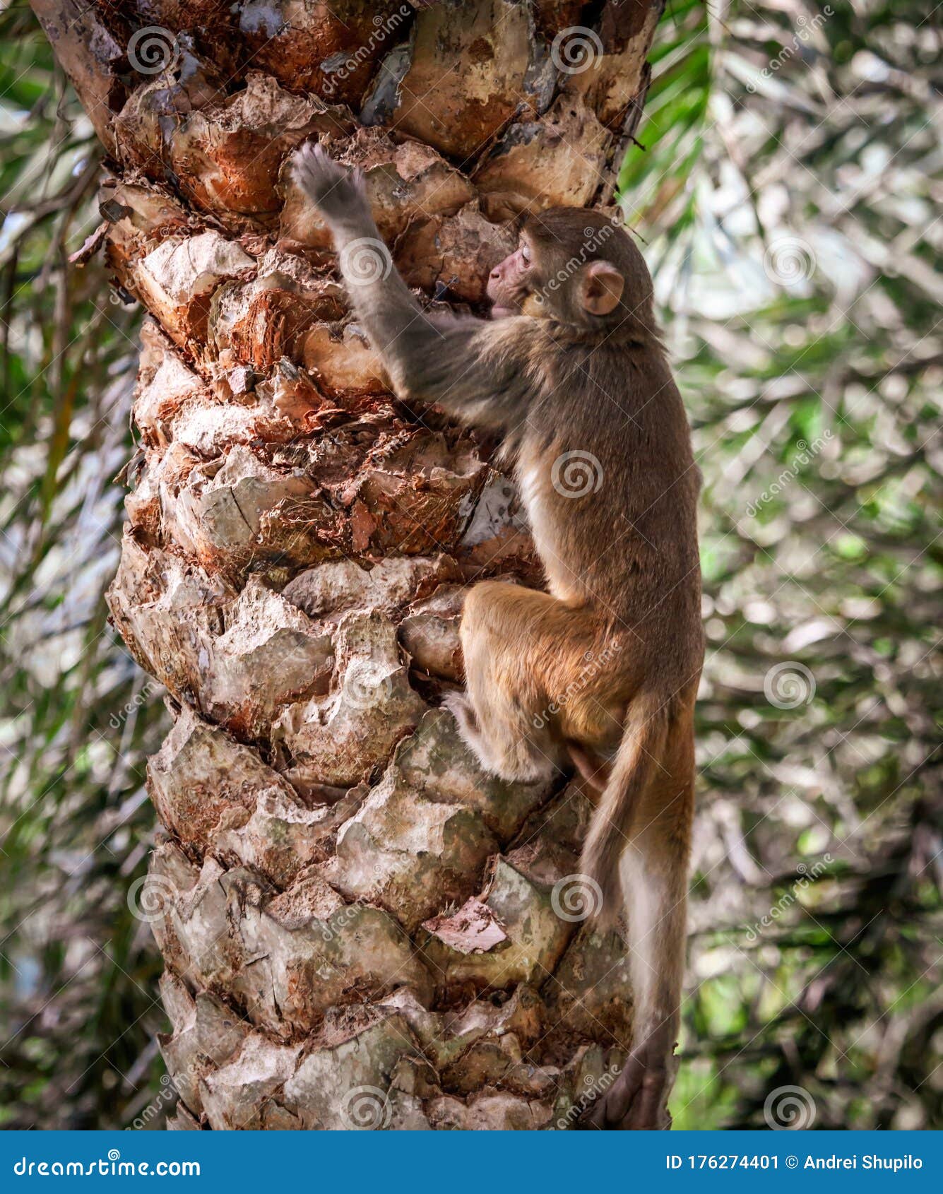 Monkey Climbs on a Palm Tree in the Park Stock Image - Image of forest ...