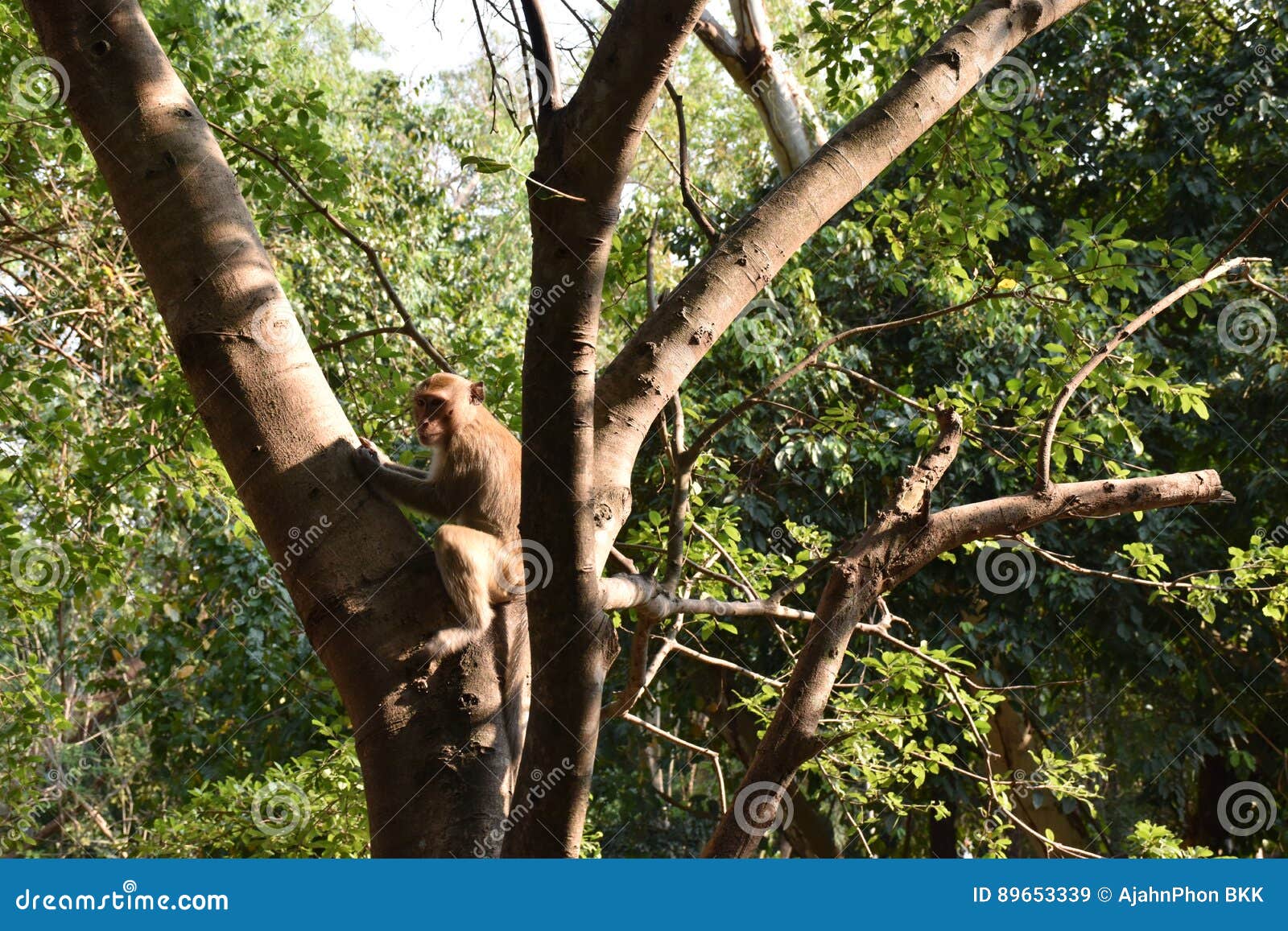 MONKEY CLIMBS on TREE stock image. Image of animal, authenticity - 89653339