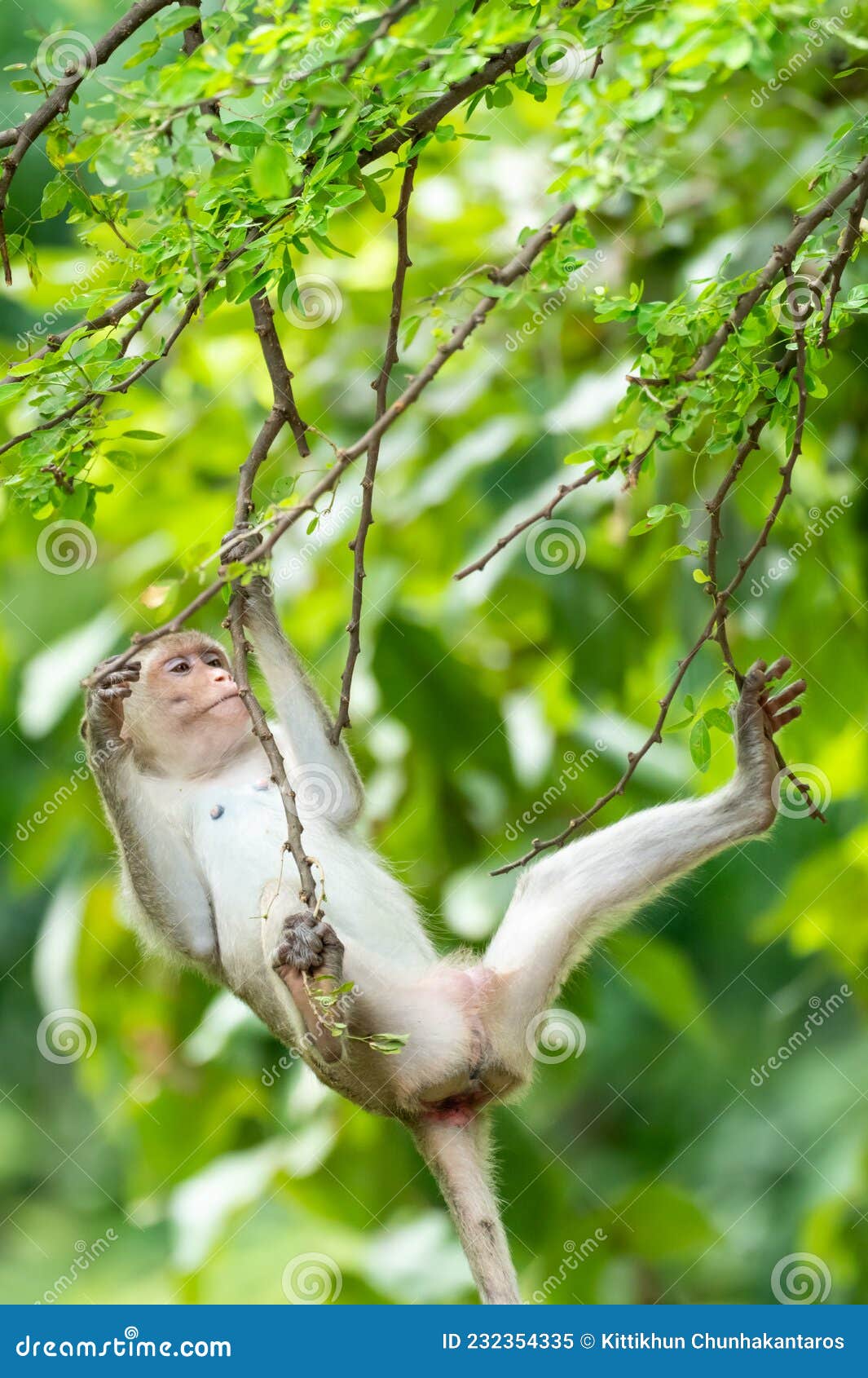 The Monkey Clambered on the Tree Stock Image - Image of macaque, full ...