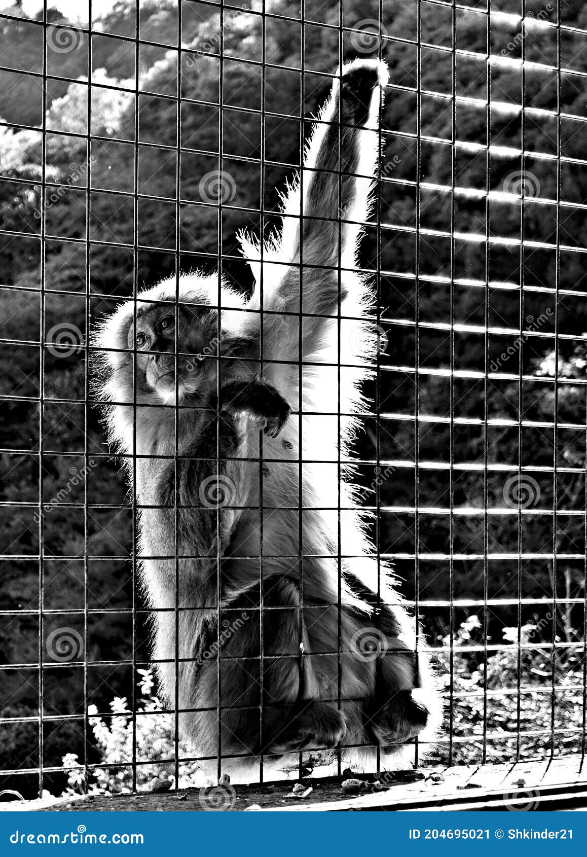 Monkey Caught on the Window`s Bars in Monochrome Stock Image - Image of ...