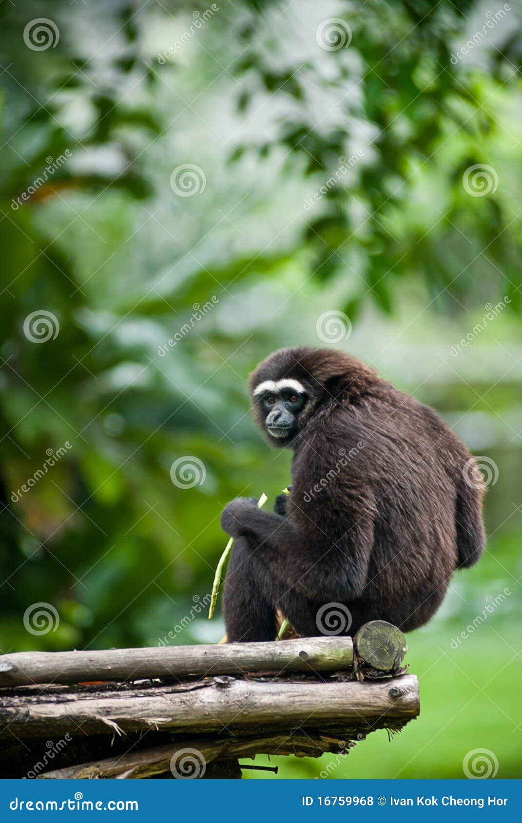 A Monkey Close-up stock photo. Image of emotive, monkey - 16759968