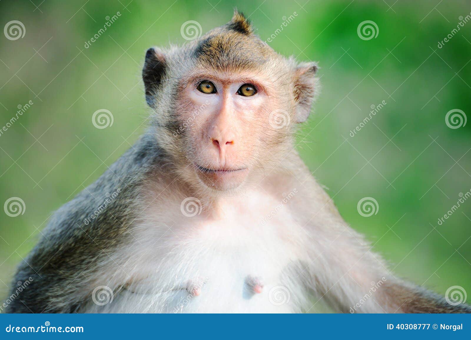 Monkey stock image. Image of funny, emotion, nature, eyes - 40308777