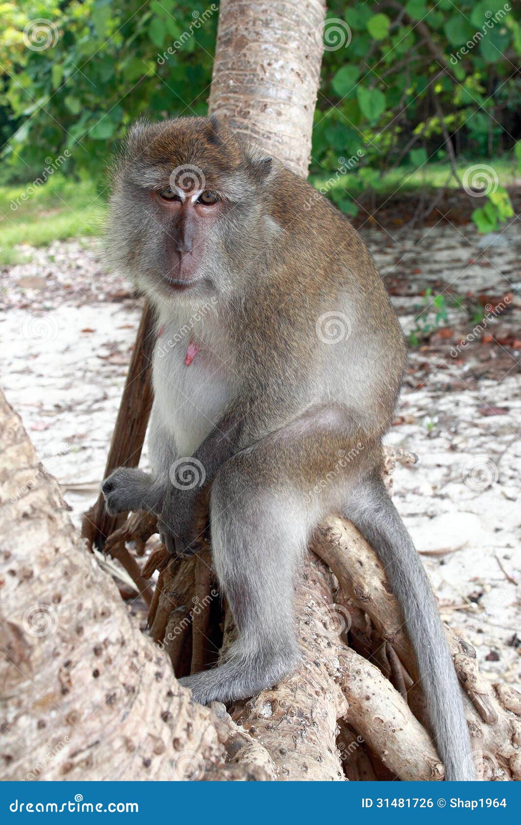 Monkey close up stock photo. Image of animals, facial - 31481726