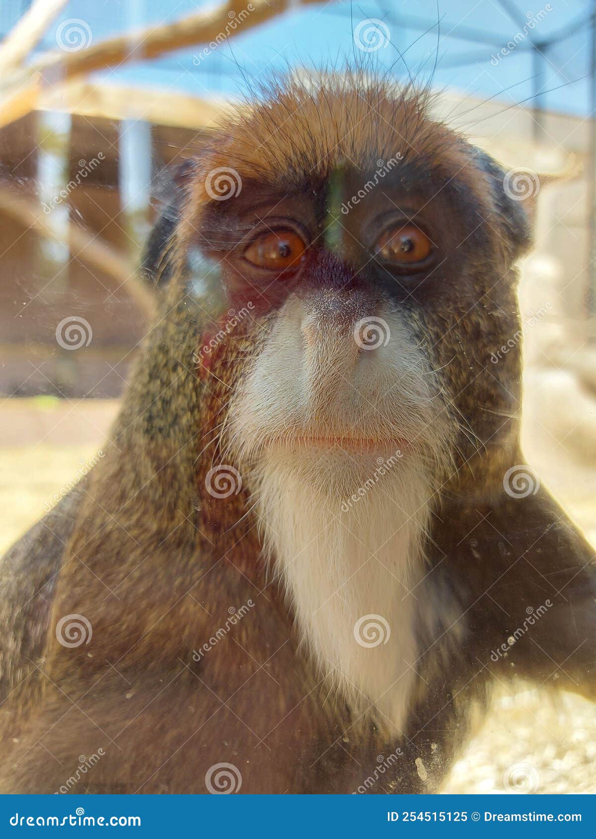 Monkey close up stock image. Image of mammal, primate - 254515125