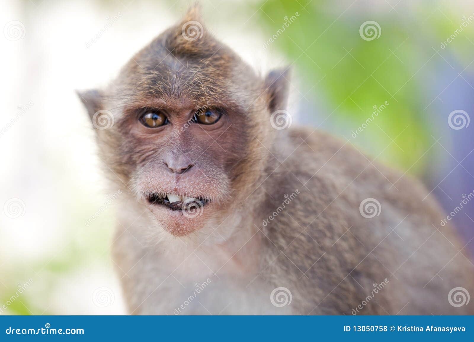 Monkey Close-Up Portrait stock photo. Image of aggressive - 13050758