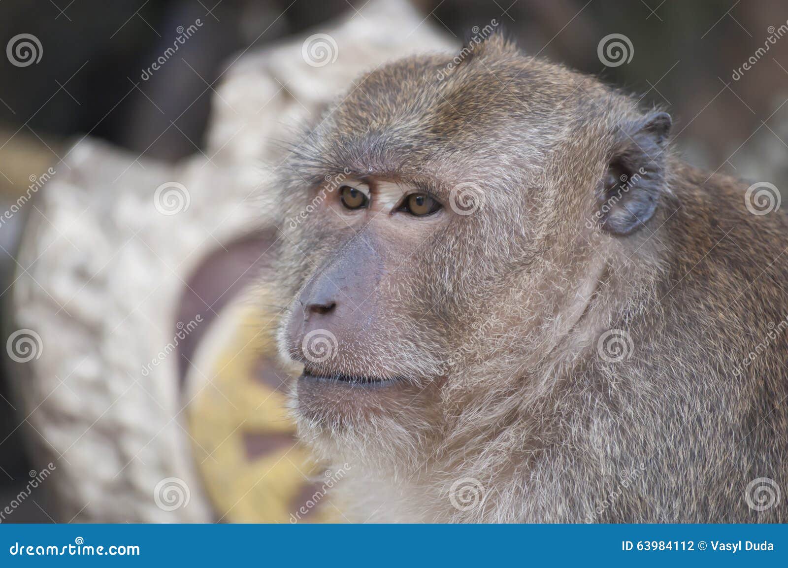 Monkey stock photo. Image of face, habitat, national - 63984112