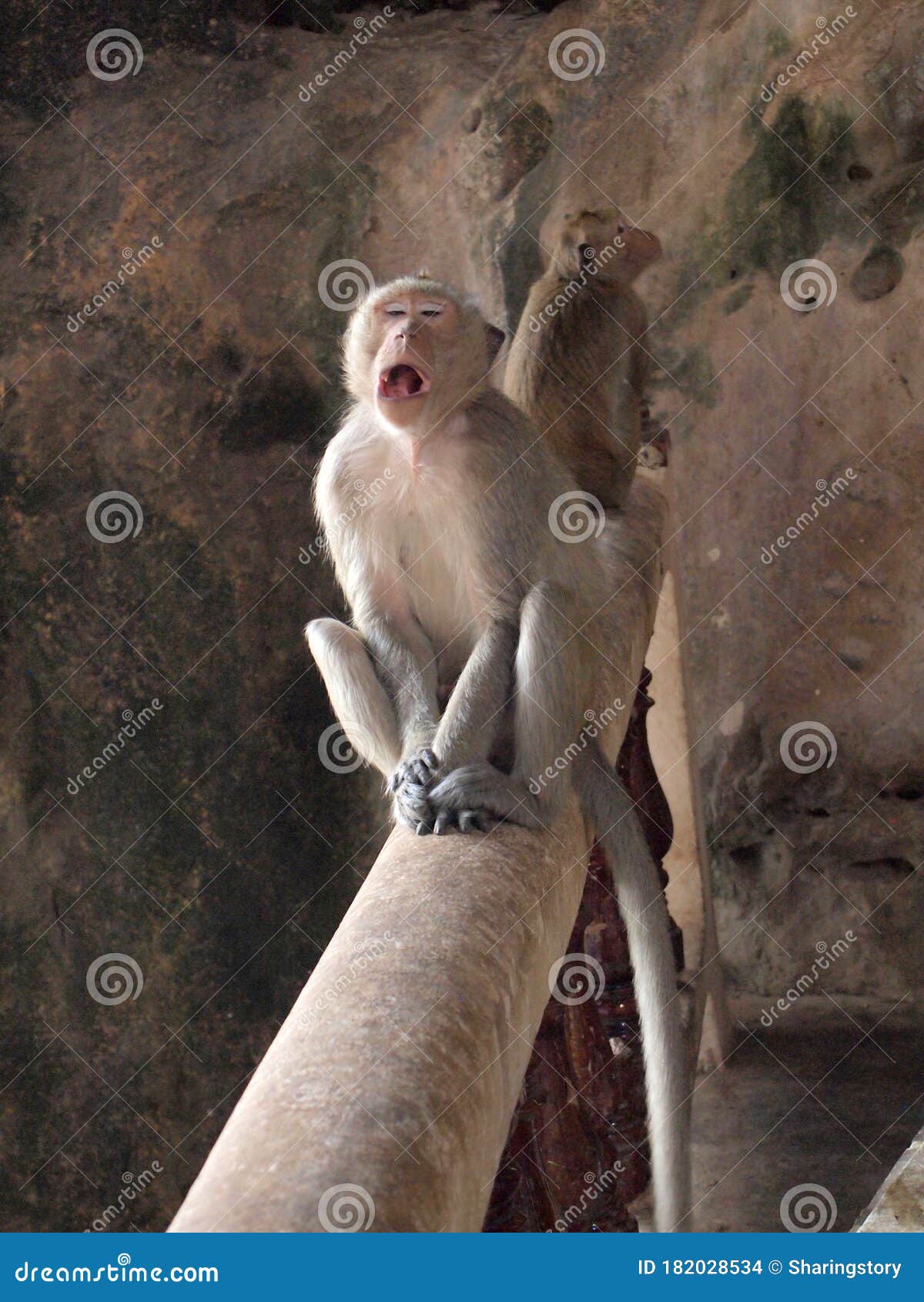 Monkey close up on stair stock photo. Image of strength - 182028534