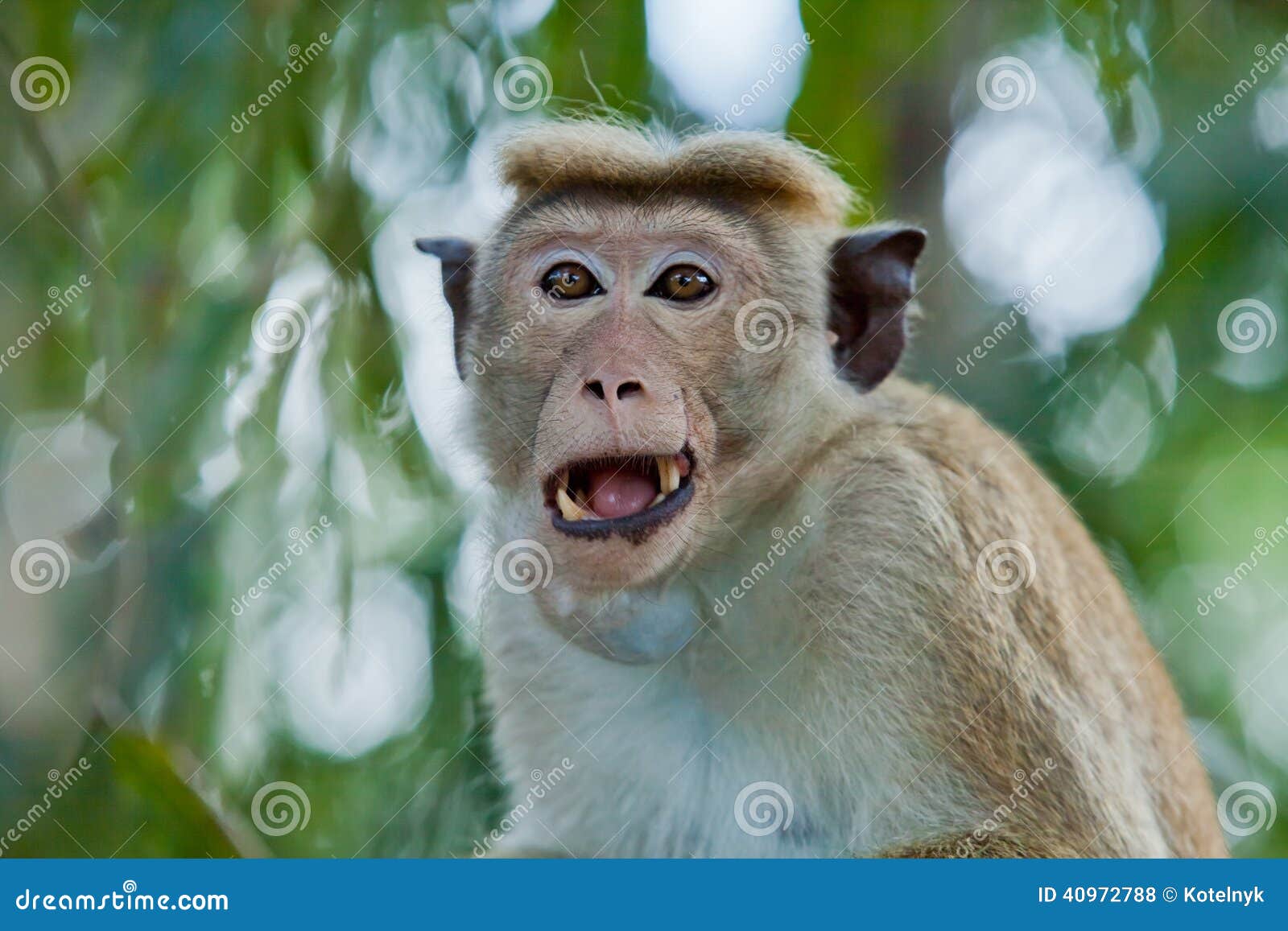 Monkey close-up stock photo. Image of greenery, animals - 40972788