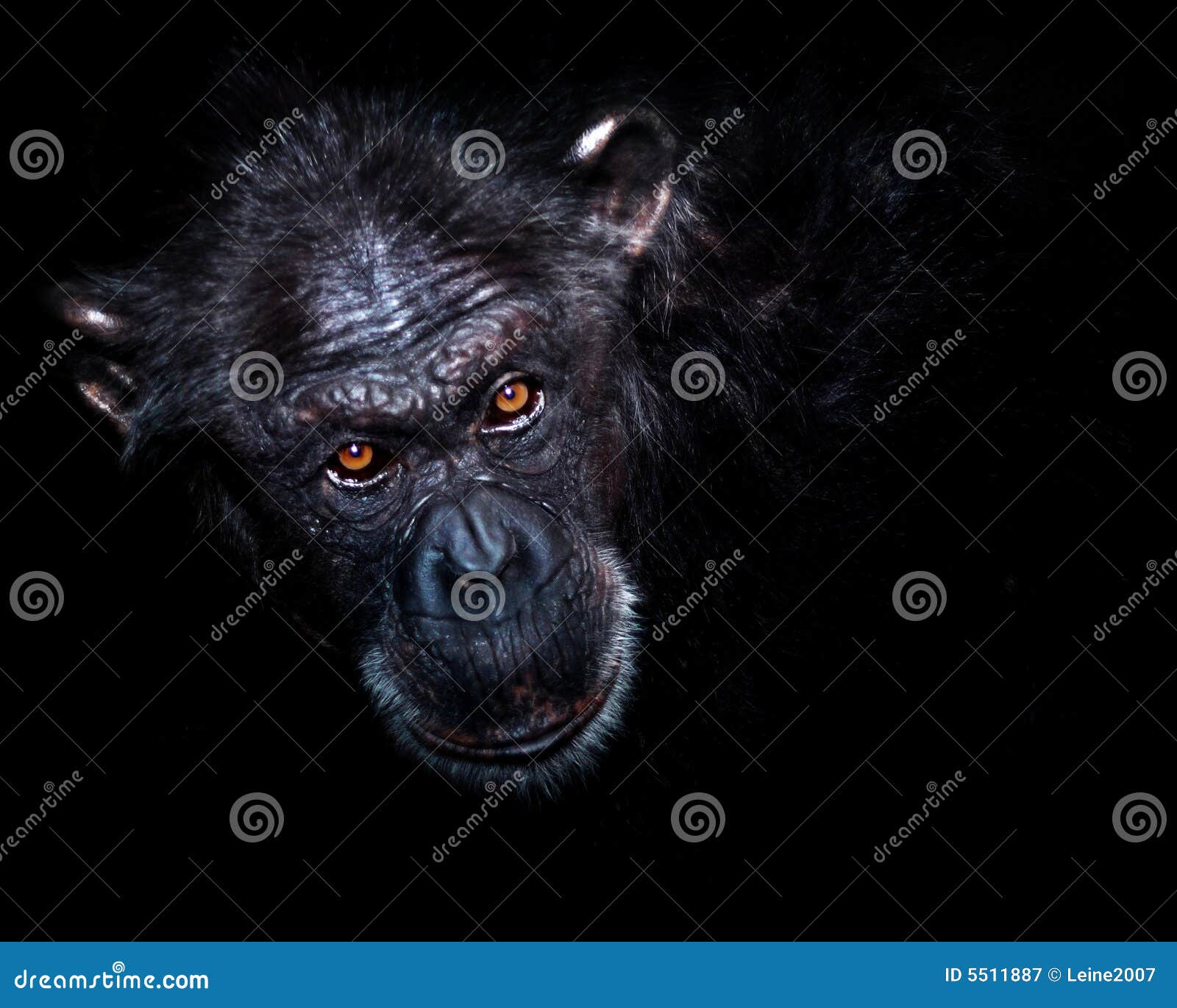 Monkey closeup stock image. Image of mammal, black, animal - 5511887