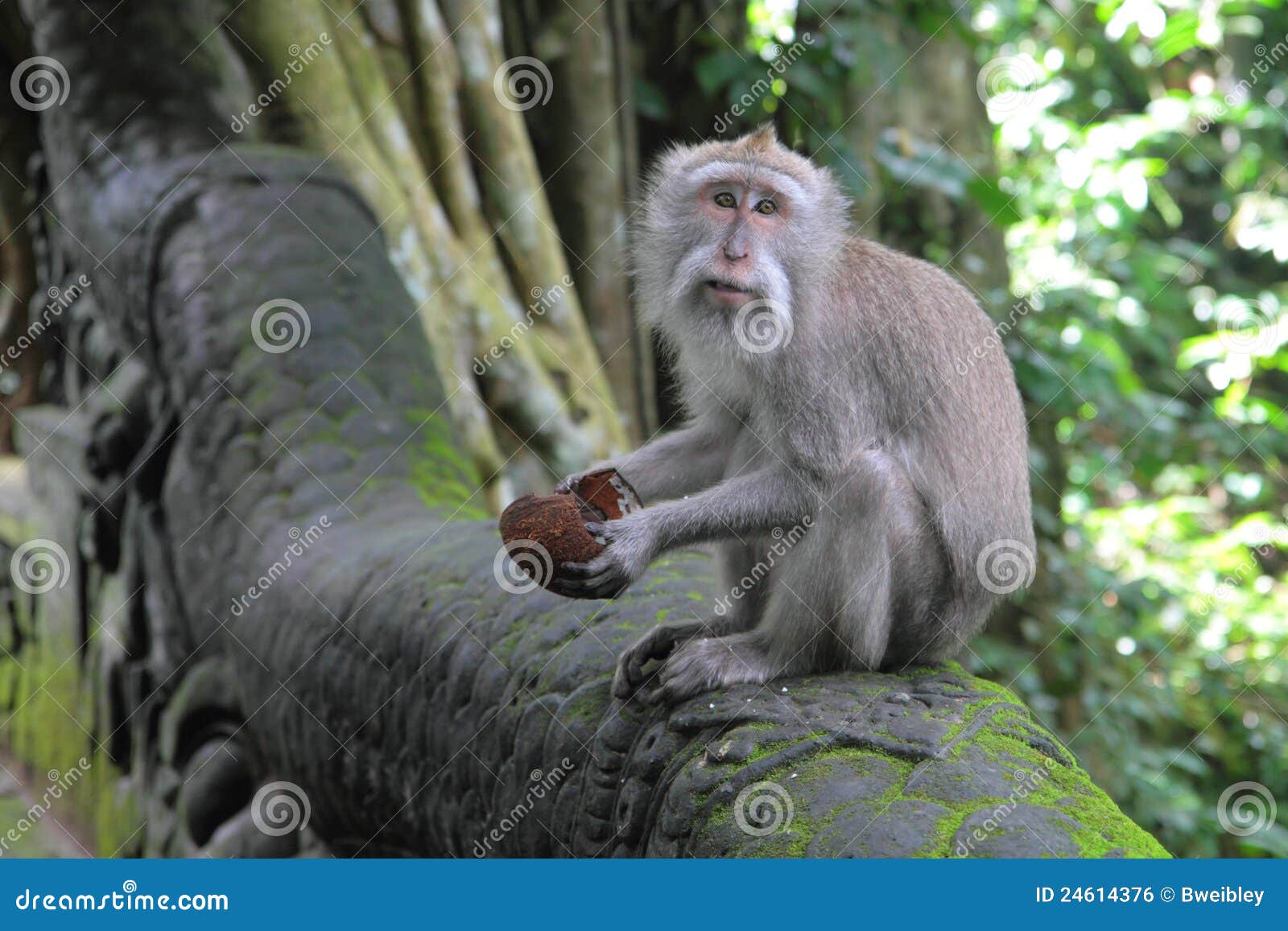 Monkey with a Coconut stock photo. Image of bali, ubud - 24614376