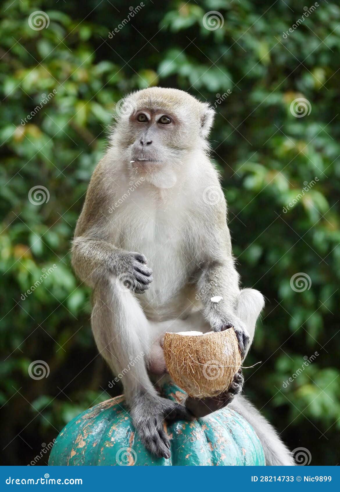 A Monkey with a Coconut stock image. Image of natural - 28214733