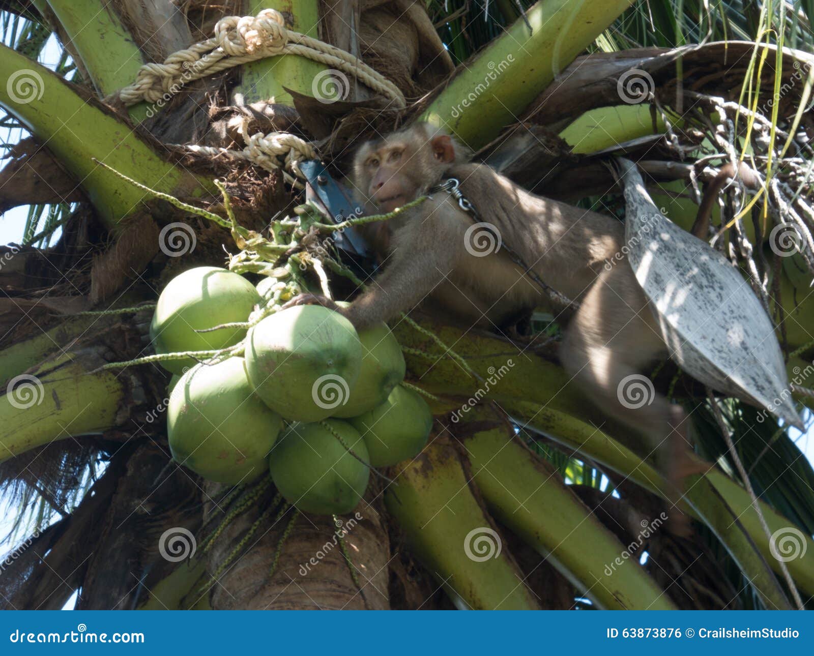 Monkey and coconut at palm stock photo. Image of thai - 63873876