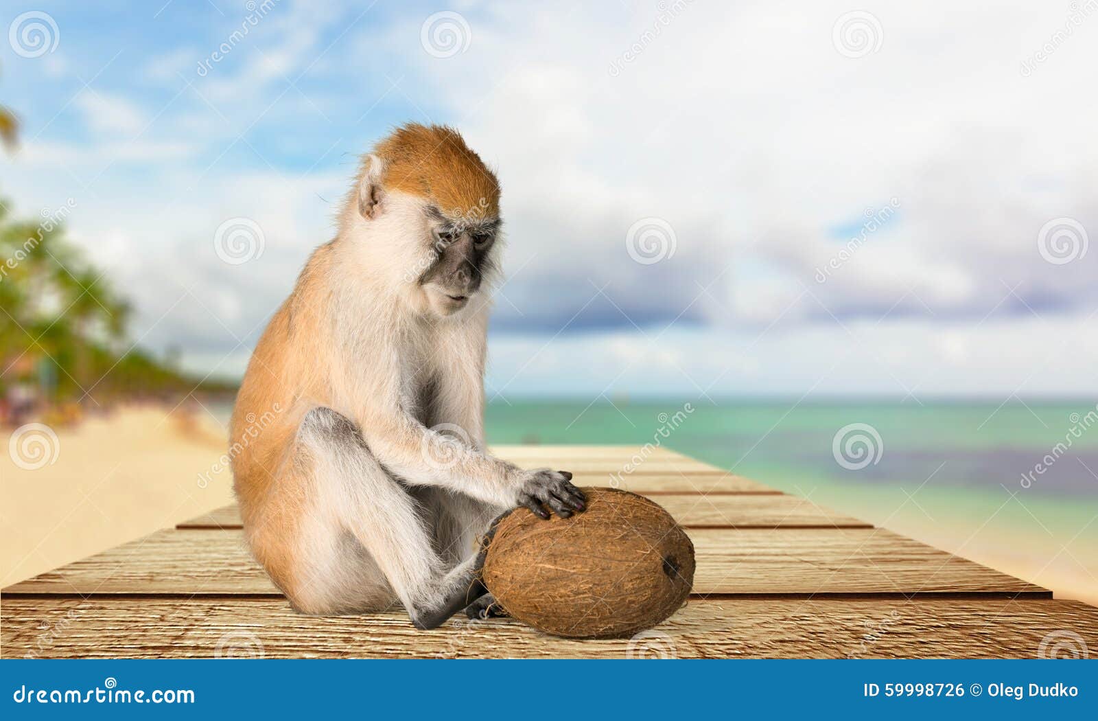 Monkey In A Coconut Tree Stock Photo | CartoonDealer.com #988776