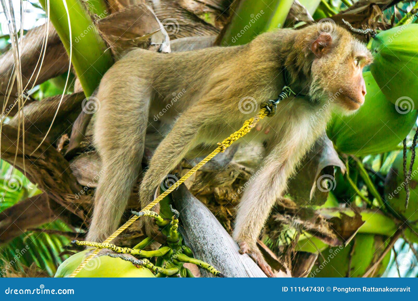 Monkey on the coconut tree stock photo. Image of hold - 111647430