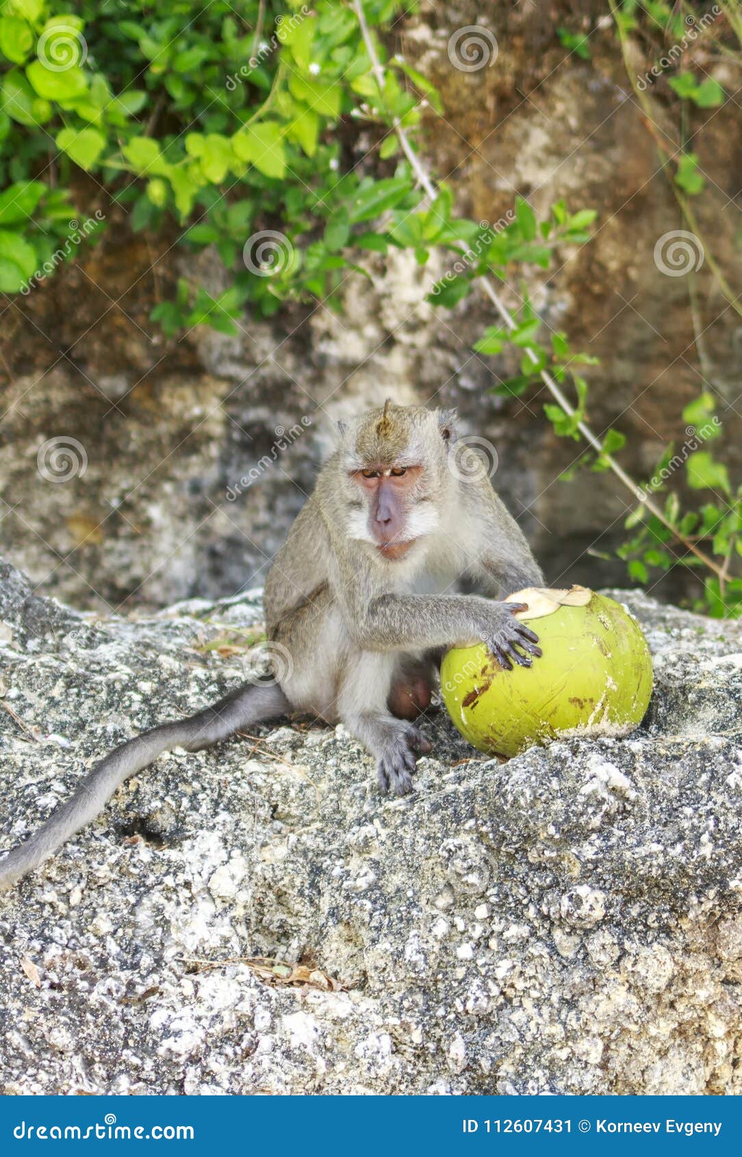 A Monkey with a Coconut in the Wild , Indonesia the Island of Ba Stock ...