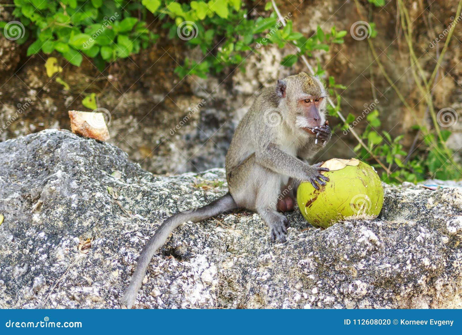A Monkey with a Coconut in the Wild , Indonesia the Island of Ba Stock ...