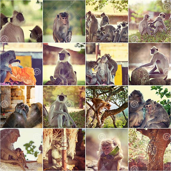 Monkey collage stock image. Image of nature, mammal, animal - 64157177