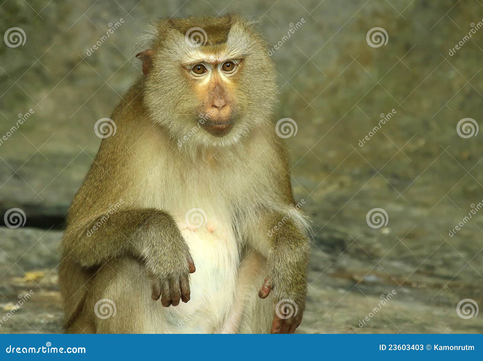 Monkey color brown stock image. Image of humanoid, crimson - 23603403