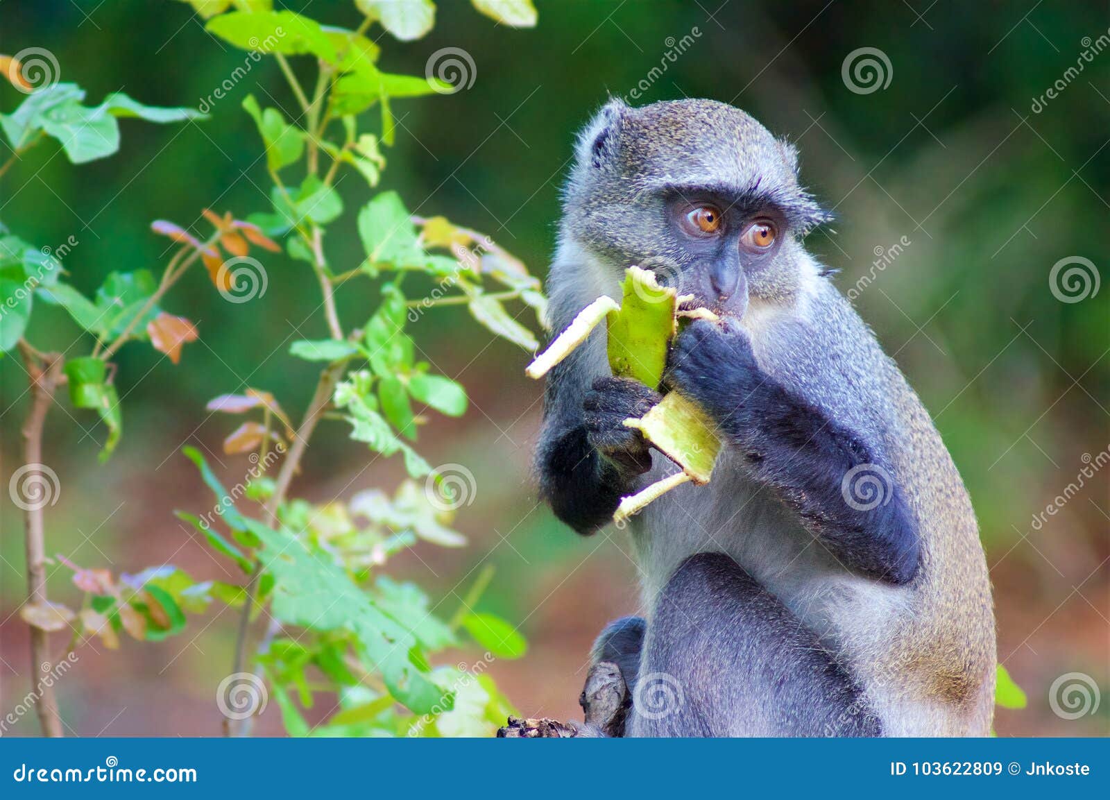 245 Monkey Banana Fotos - Fotos de Stock Gratuitas e Fotos Royalty-Free ...