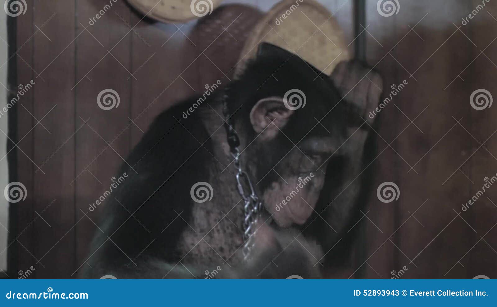 Monkey combing his hair stock video. Video of head, people - 52893943