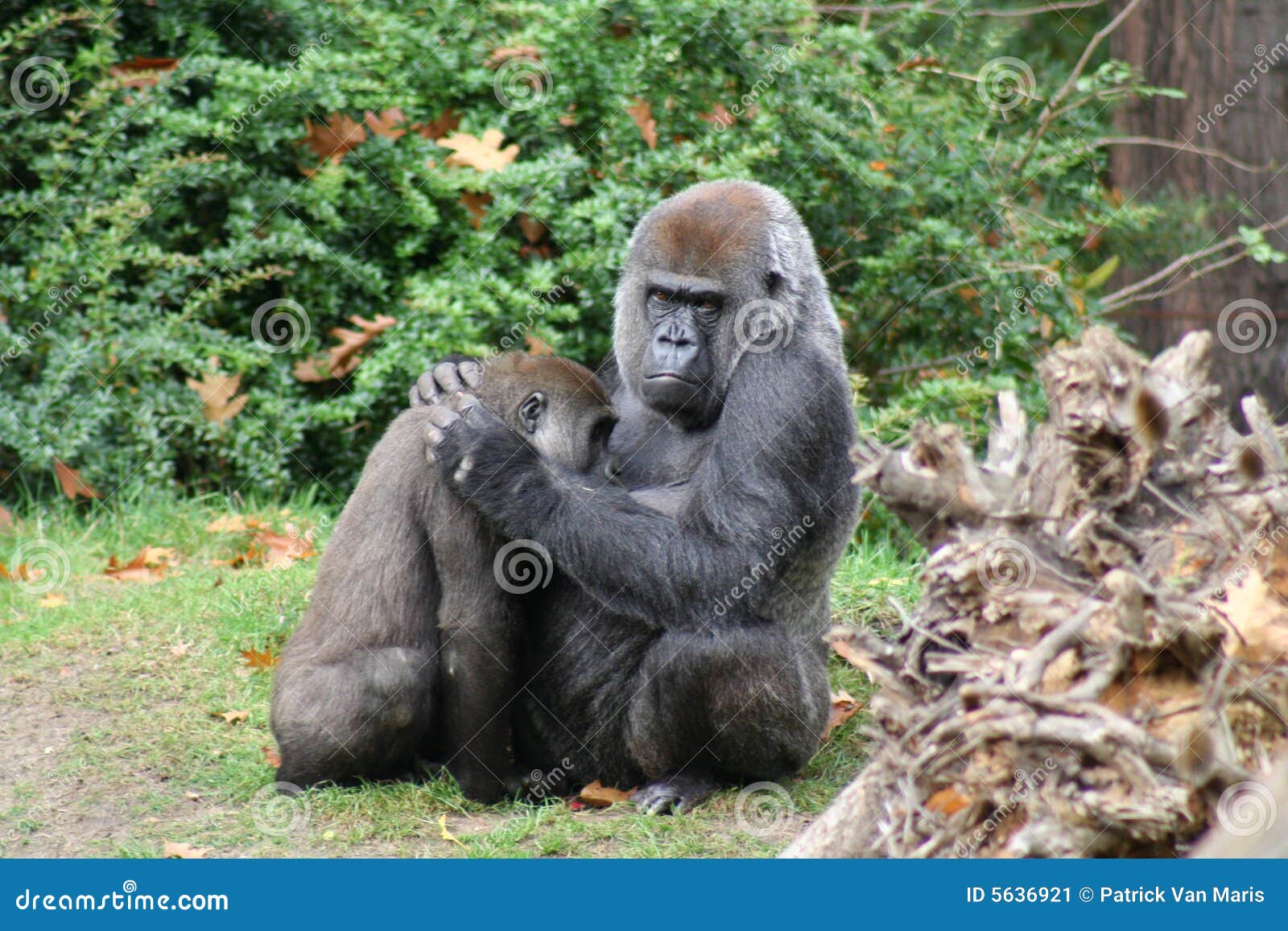 Monkey comforting stock image. Image of wildlife, gorilla - 5636921