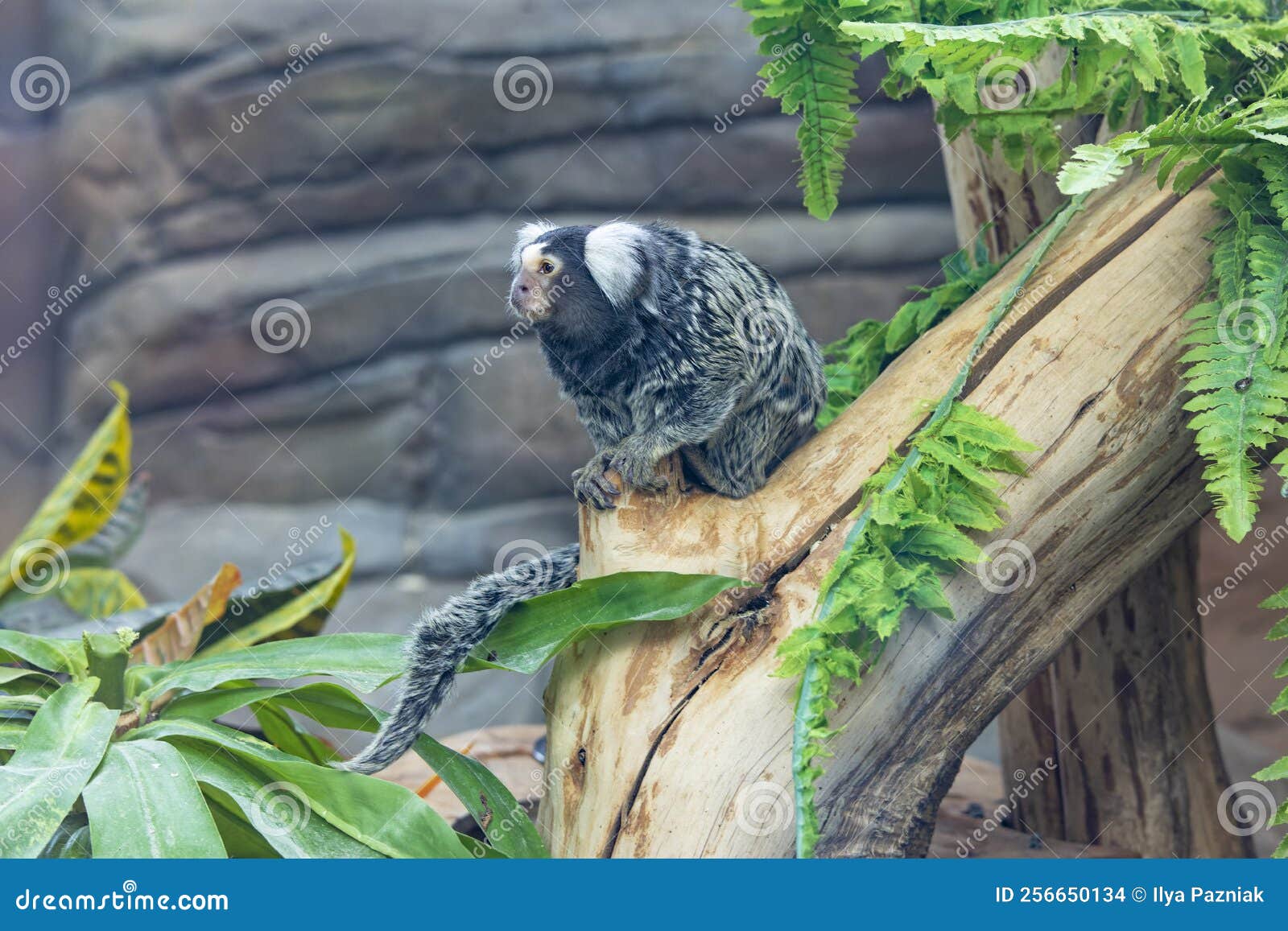 Monkey Common Marmoset Sits on a Large Dry Tree Trunk Stock Photo ...
