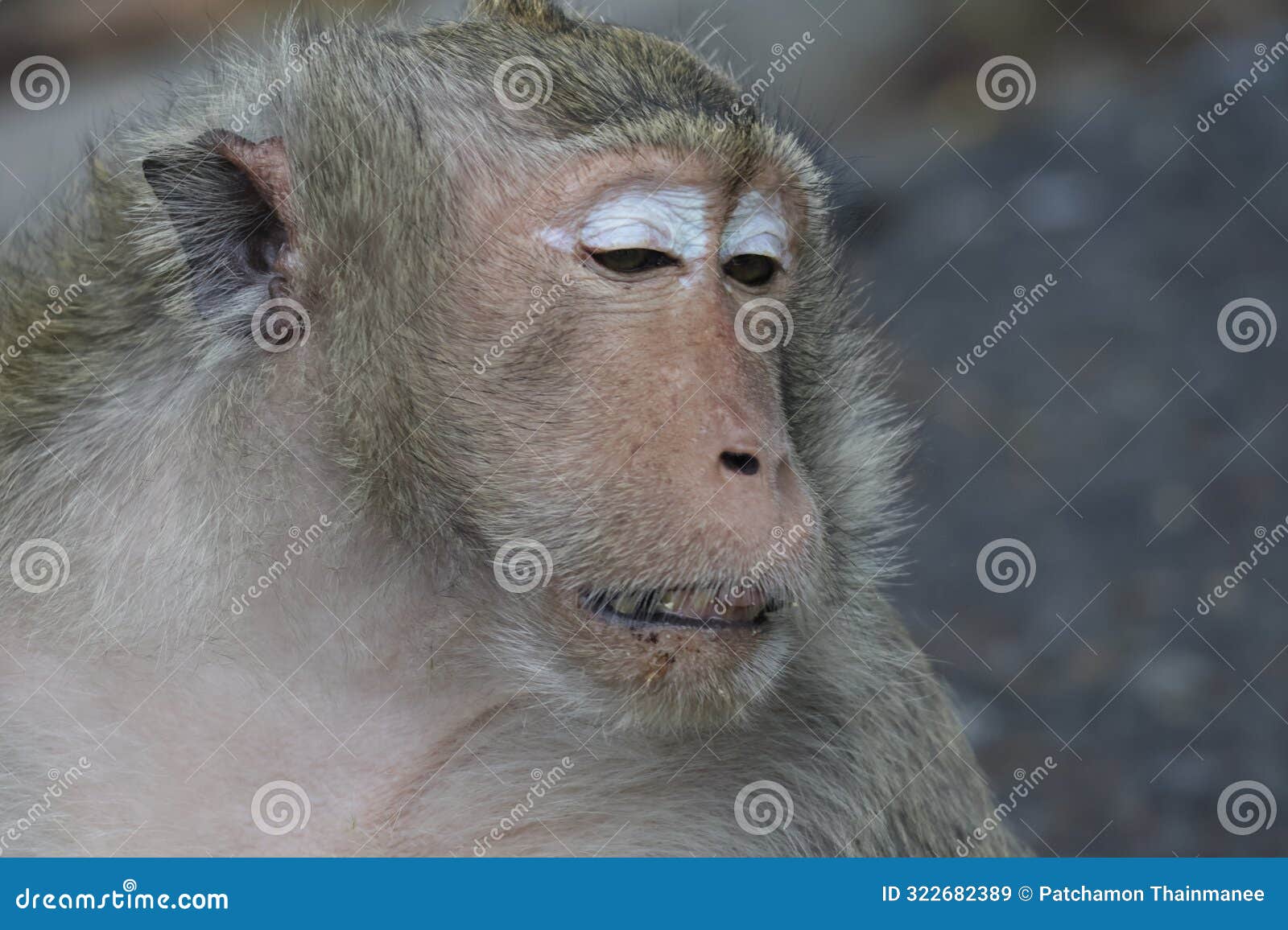 Monkey is the Common Name for Animals Stock Image - Image of evolving ...