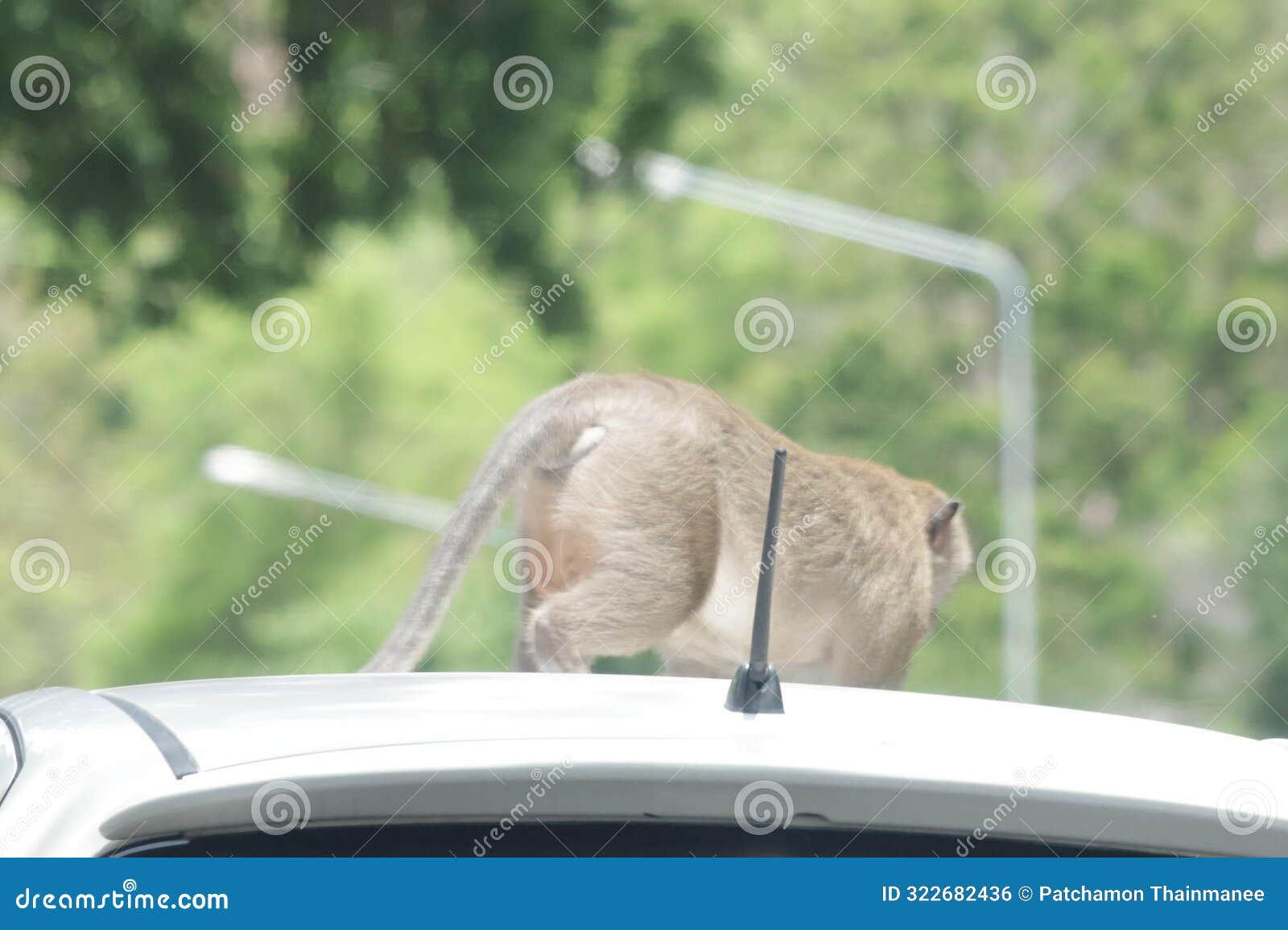 Monkey is the Common Name for Animals Stock Photo - Image of animals ...