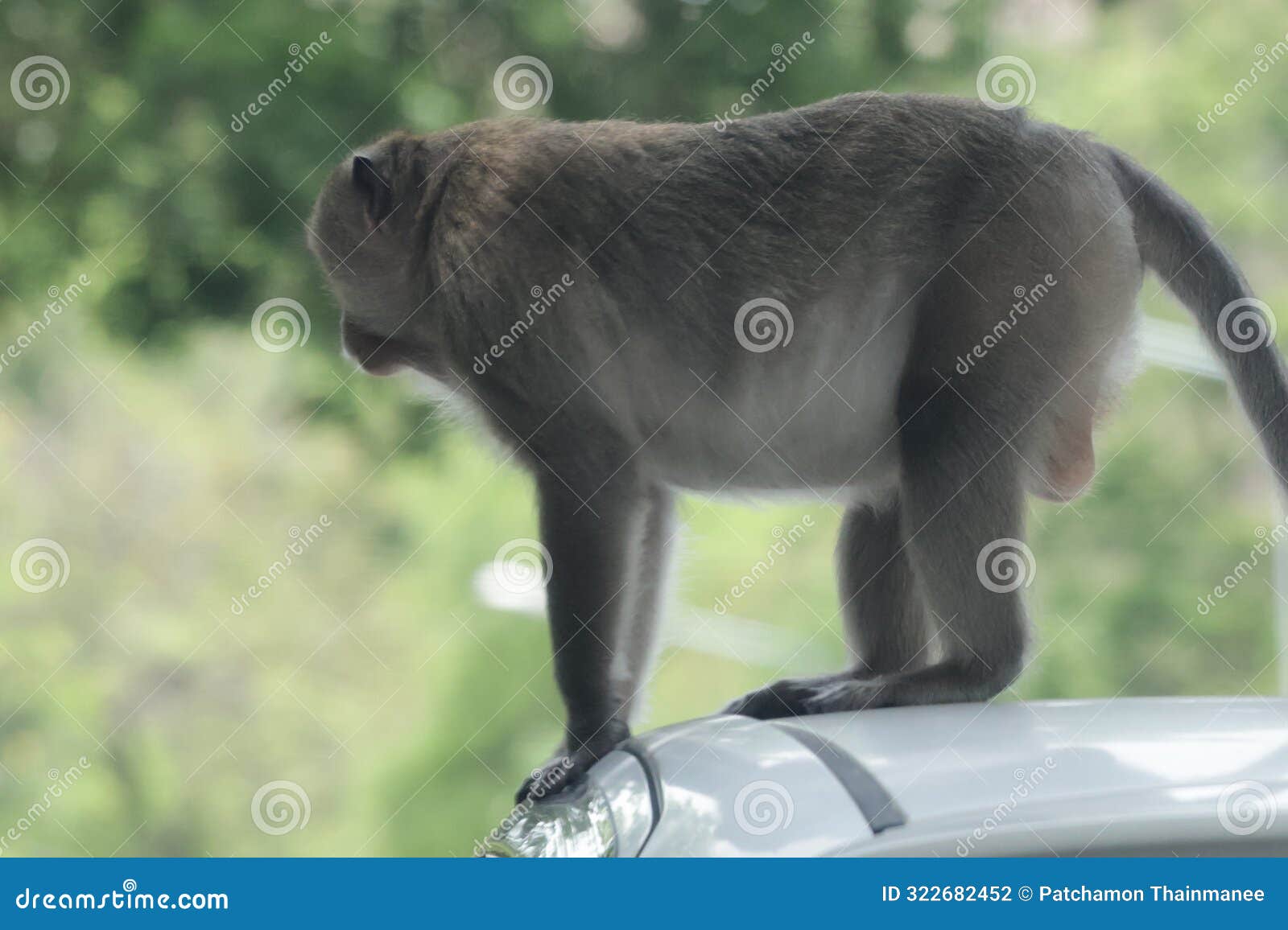 Monkey is the Common Name for Animals in the Phylum that Have a ...