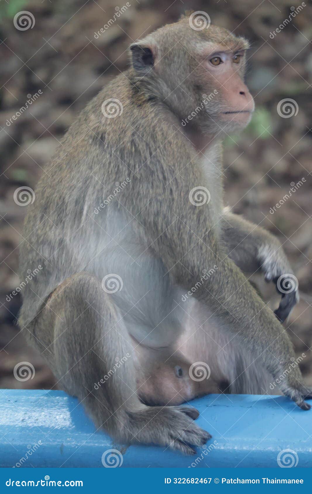 Monkey is the Common Name for Animals in the Phylum that Have a ...