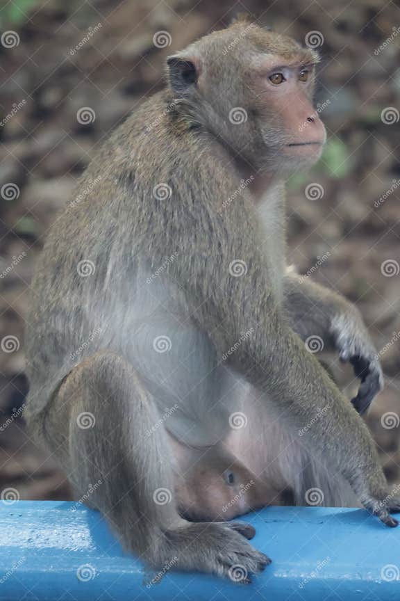 Monkey is the Common Name for Animals in the Phylum that Have a ...