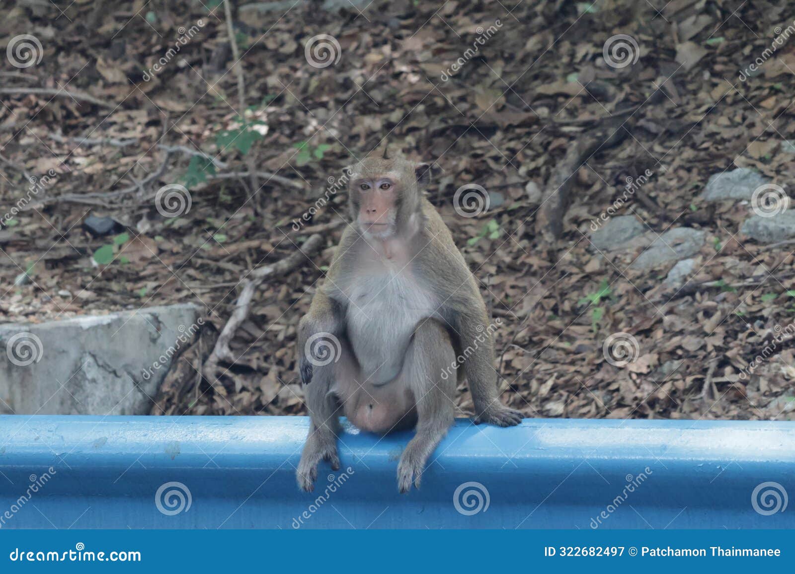 Monkey is the Common Name for Animals in the Phylum that Have a ...