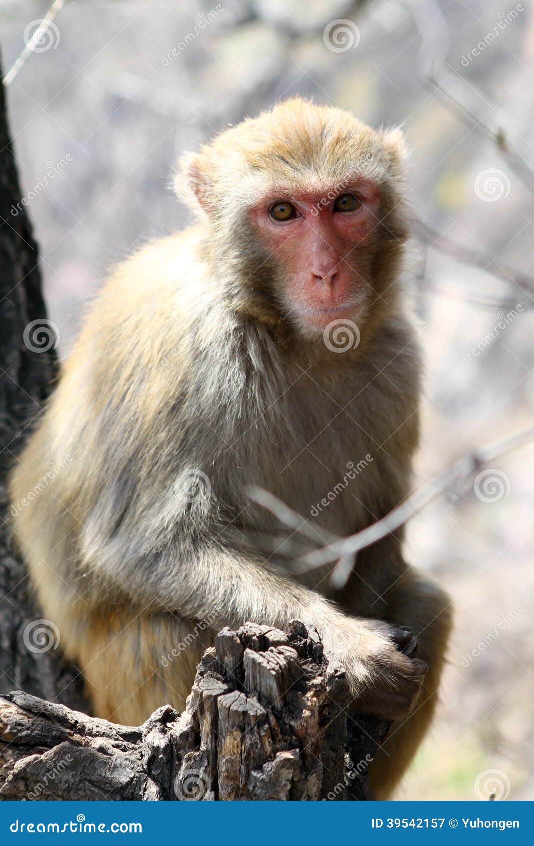 Monkey stock image. Image of forest, animal, primates - 39542157