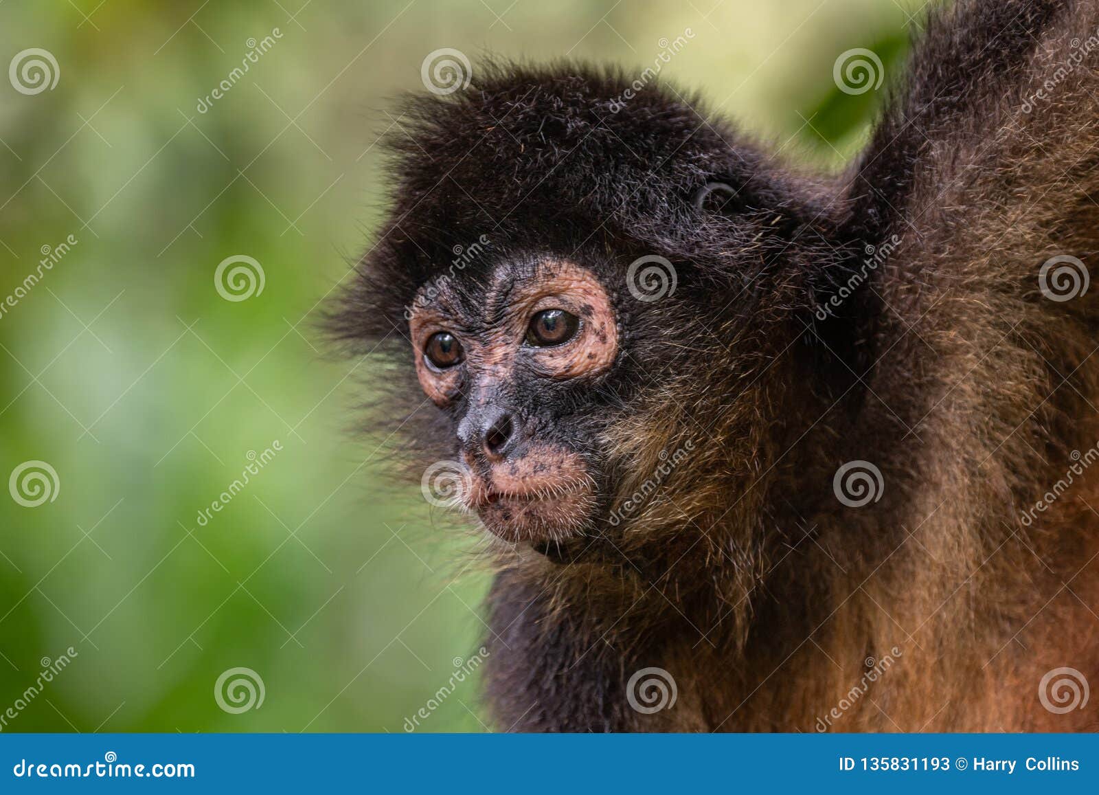 Monkey in Costa Rica stock image. Image of three, spider - 135831193