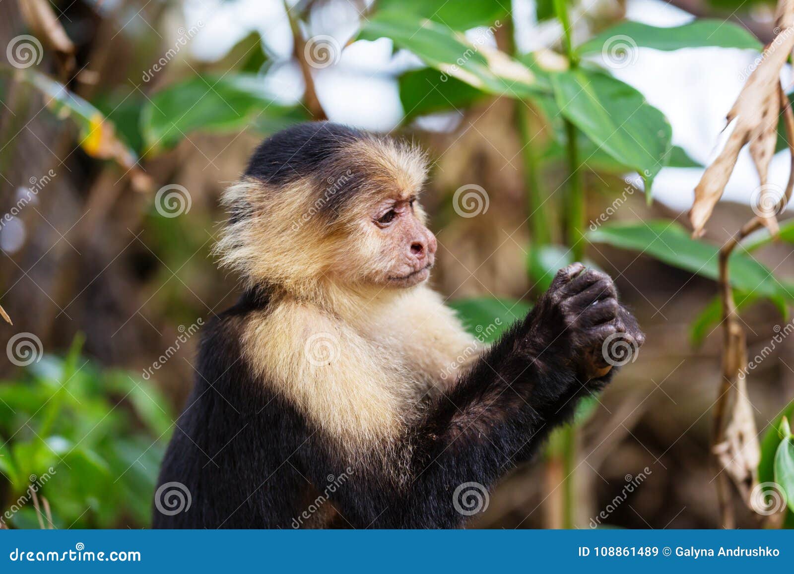 Monkey in Costa Rica stock image. Image of park, costarica - 108861489